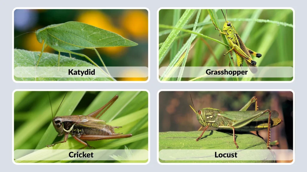 Katydid vs Grasshopper: Key Differences & Easy Identification