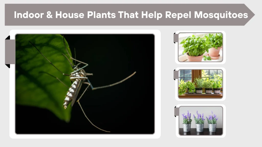 What Plants Repel Mosquitoes? A Complete Natural Guide