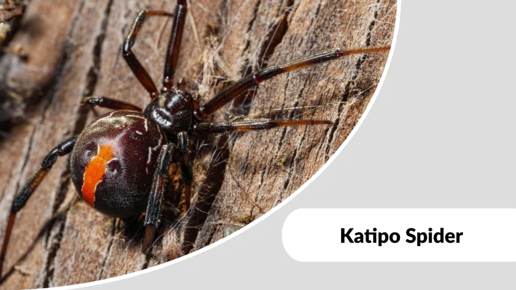 15 Types of Black Widow Spider: Identification with Picture