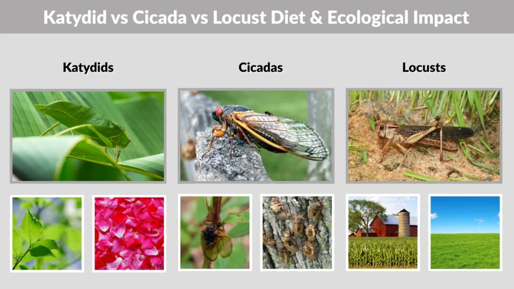 Katydid vs Cicada vs Locust: 7 Key Differences Between them