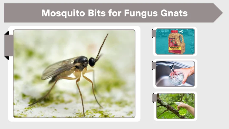 Mosquito Bits for Fungus Gnats: The Complete Guide to Eliminating Gnats ...