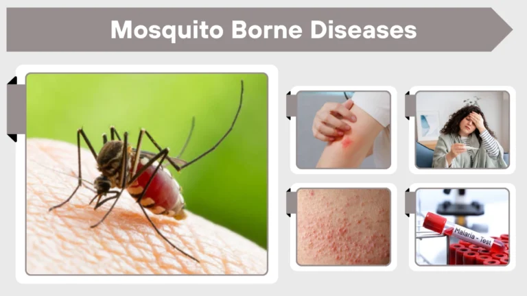 Mosquito Borne Diseases: Types, Symptoms, and Prevention