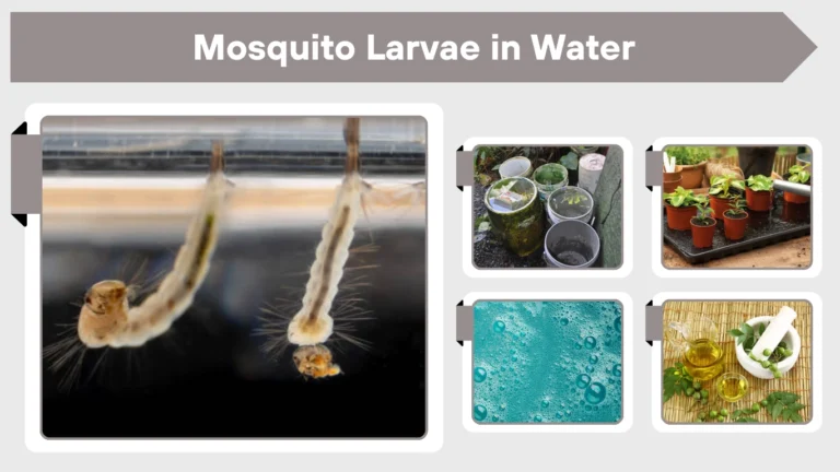 Mosquito Larvae in Water: How to Kill, Identify & Prevent