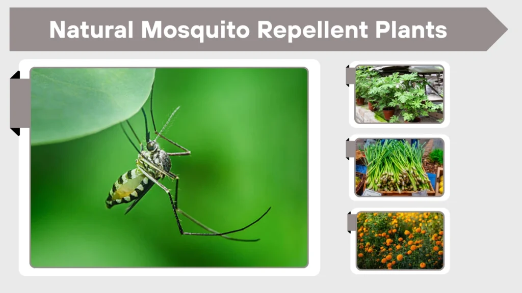 Natural Mosquito Repellent: Safe Ways to Repel Mosquitoes