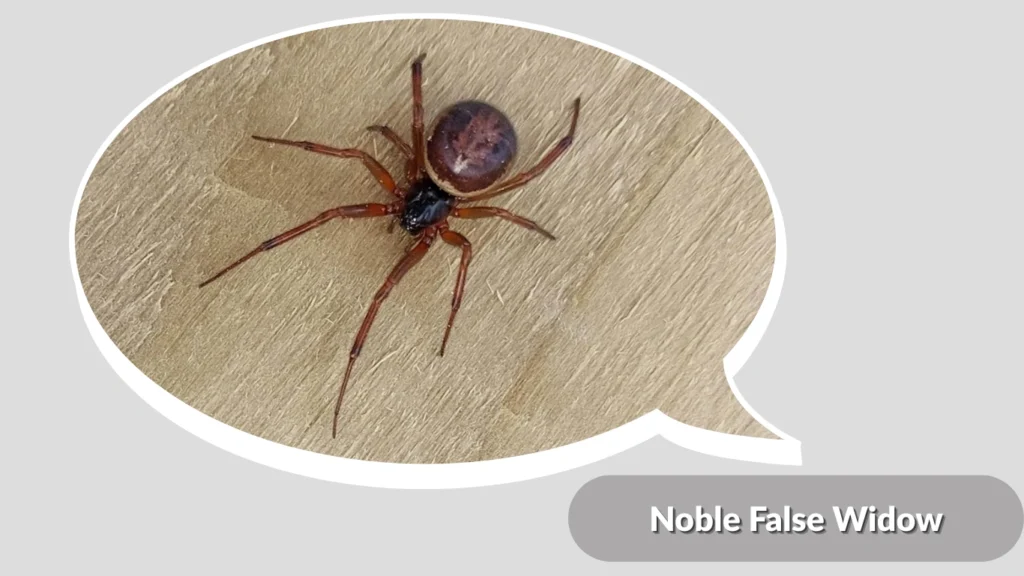 25 Common Types of Spider in UK: Identification with Picture