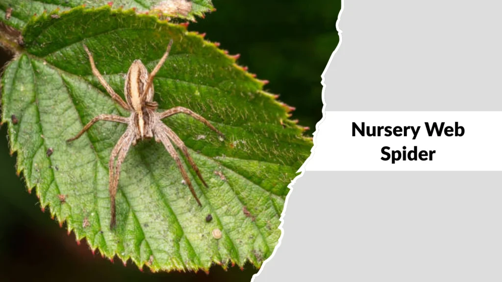 17 Types of Big House Spider: Habitat, Behaviors, ID & Picture