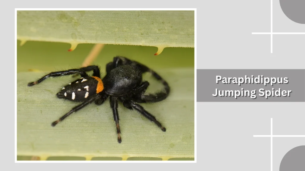 21 Types of Jumping spider: Identification with Picture