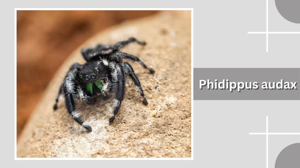 21 Types of Jumping spider: Identification with Picture