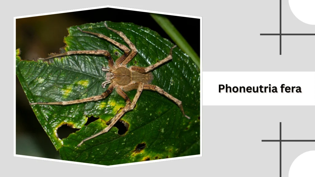 12 Types of Banana Spiders Commonly Found Worldwide (ID with Pictures)