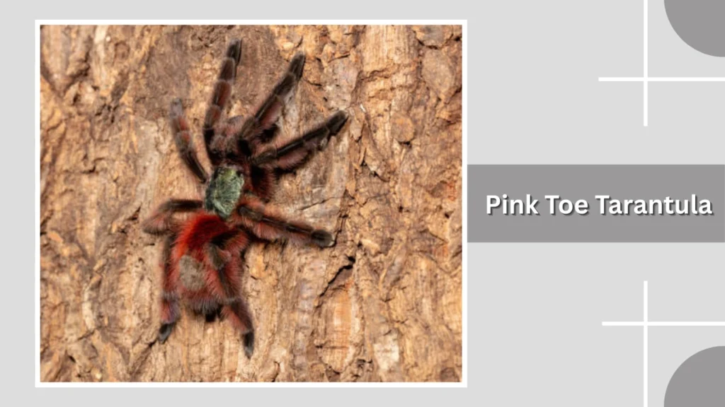 16 Types of Pink Cute Spider: Identification with Picture