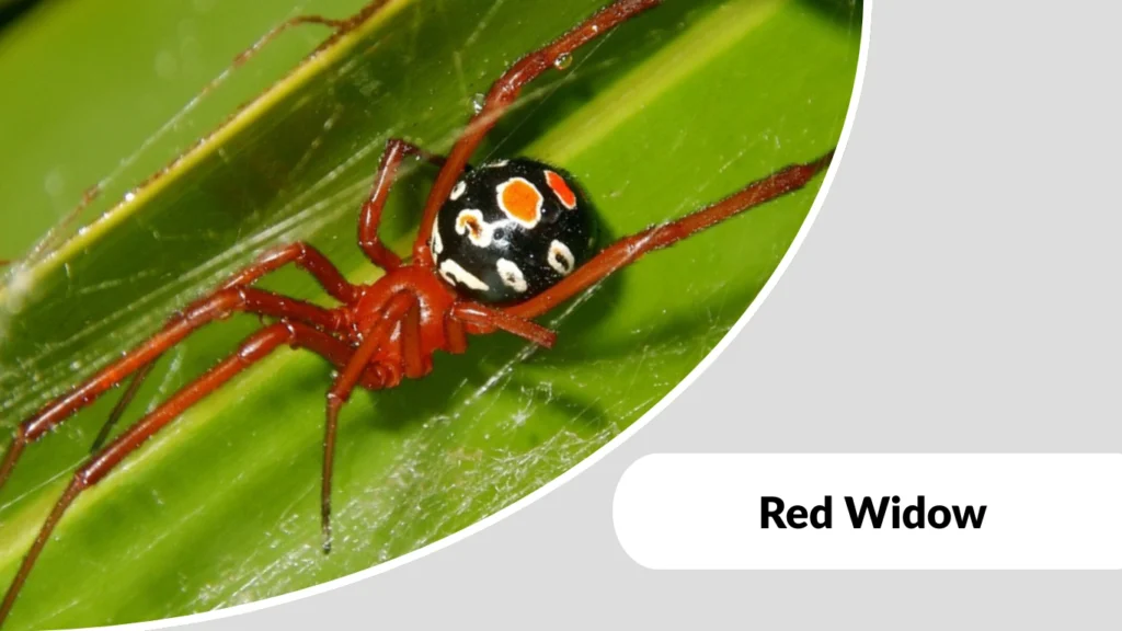 15 Types of Black Widow Spider: Identification with Picture