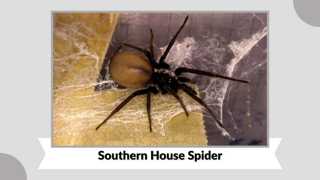 13 Common Types of Spider in Florida: Identification with Picture