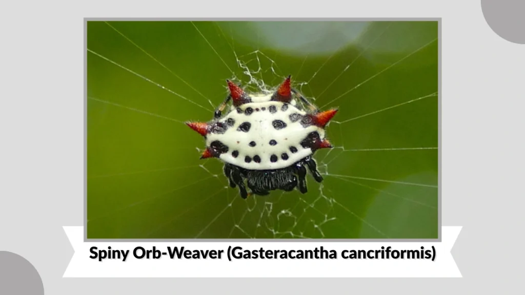 13 Common Types of Spider in Florida: Identification with Picture