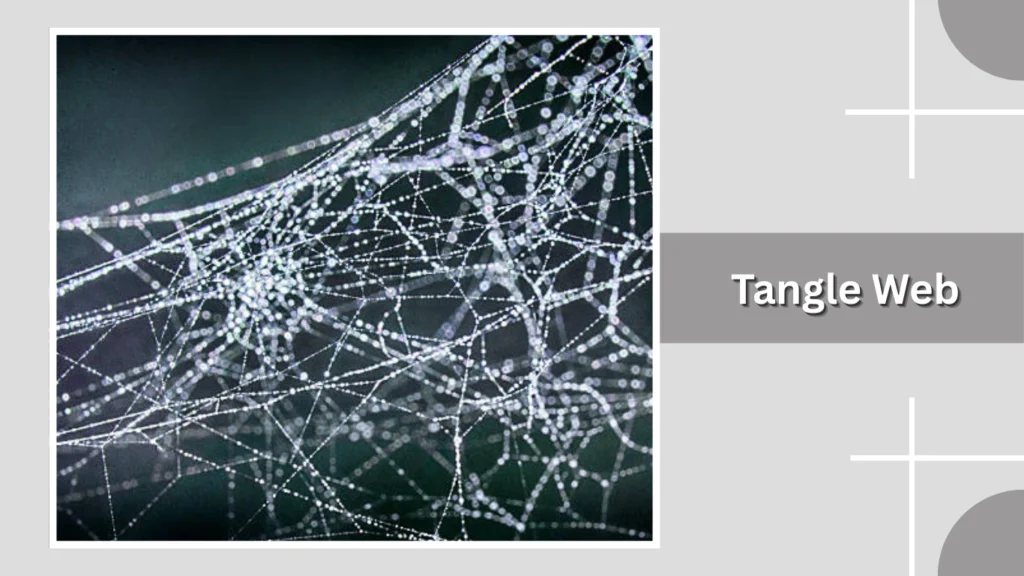 15 Types of Spider Webs: Identification with Picture