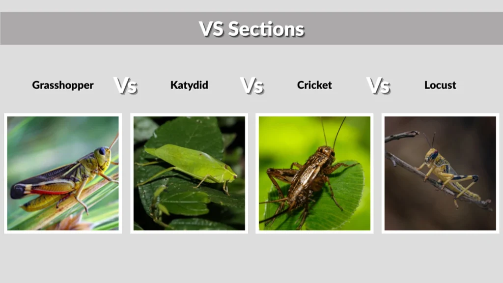 Katydid vs Grasshopper: Key Differences & Easy Identification