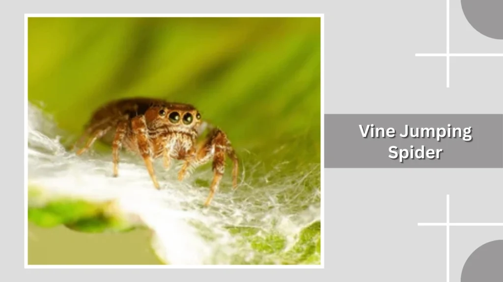 21 Types of Jumping spider: Identification with Picture