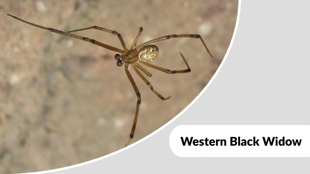 15 Types of Black Widow Spider: Identification with Picture