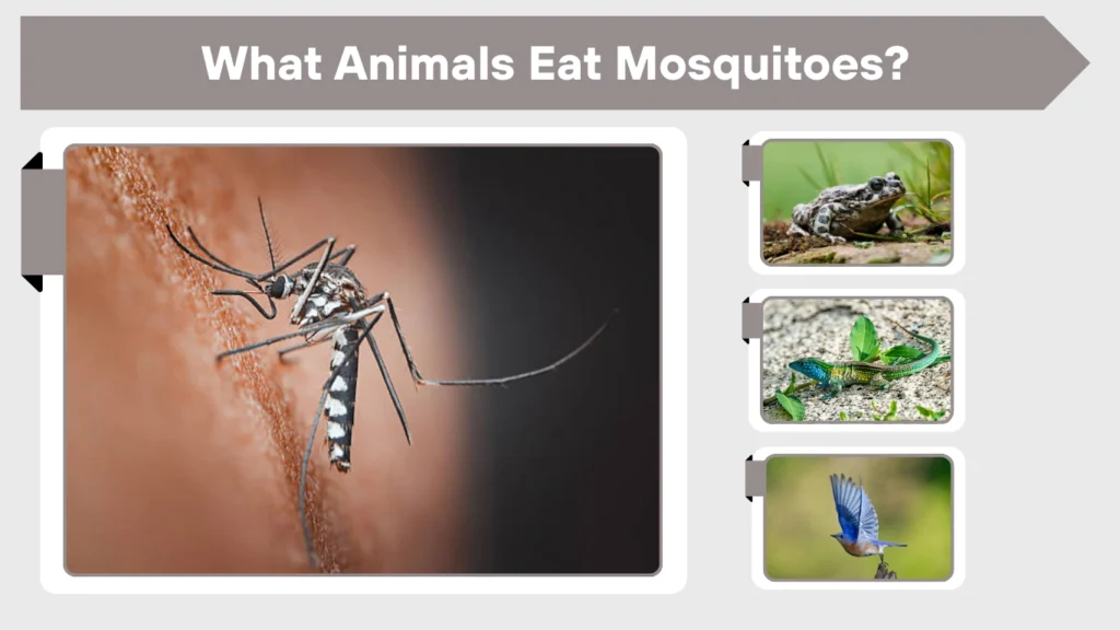 What Eats Mosquitoes? Myths vs Facts Explained