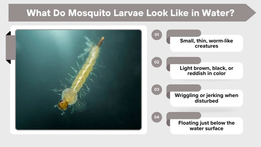 Mosquito Larvae in Water: How to Kill, Identify & Prevent