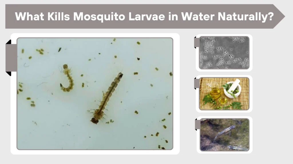 Mosquito Larvae in Water: How to Kill, Identify & Prevent