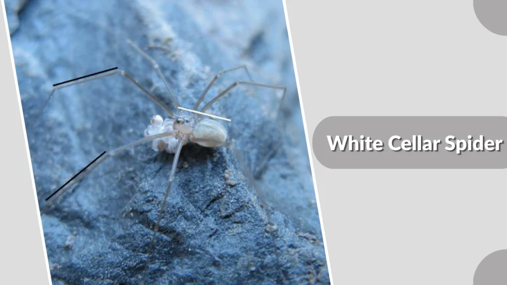 16 Types of White Spider: Habitat, Behaviors, ID & Picture
