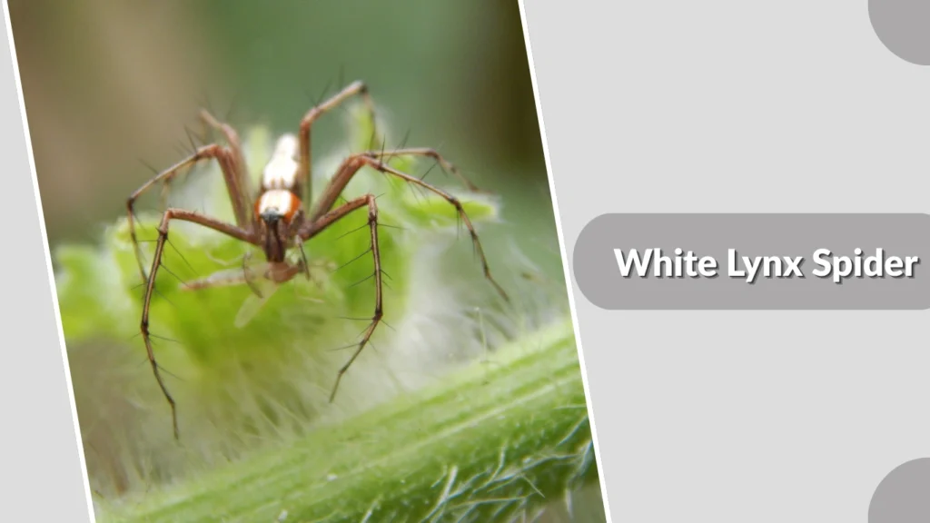 16 Types of White Spider: Habitat, Behaviors, ID & Picture