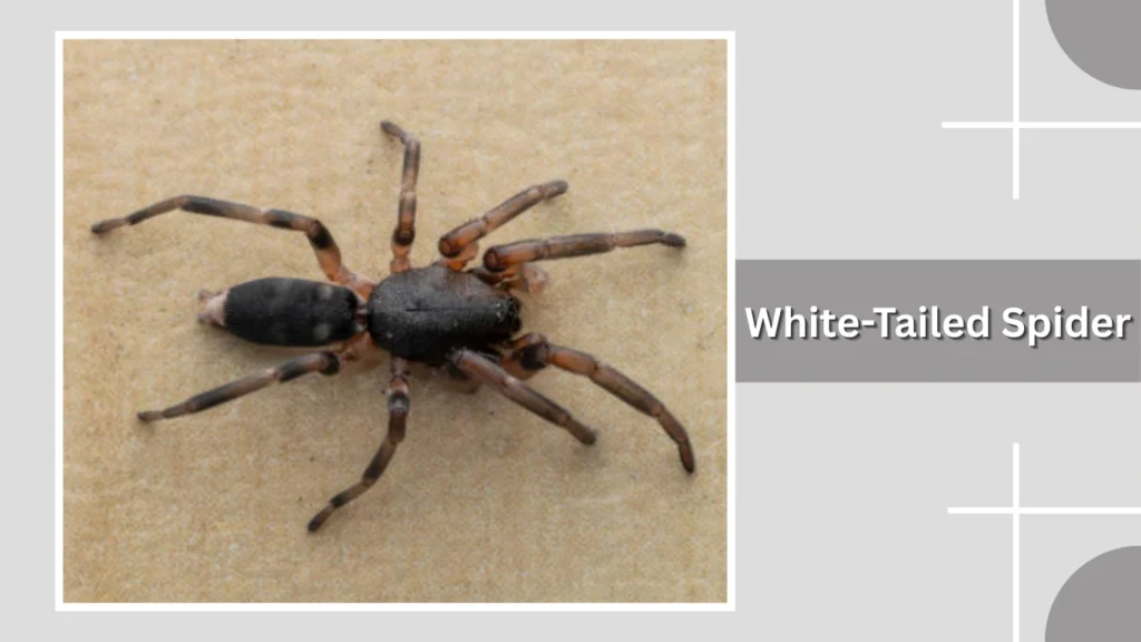 25 Common types of Spider that Found in Australia