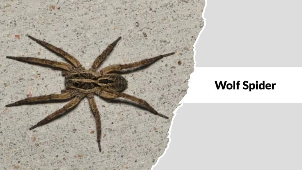 17 Types of Big House Spider: Habitat, Behaviors, ID & Picture