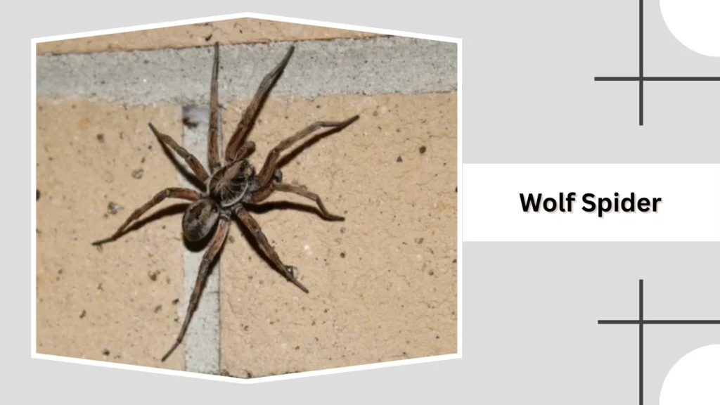 13 Common Types of Long-Legged Spiders You Should Know