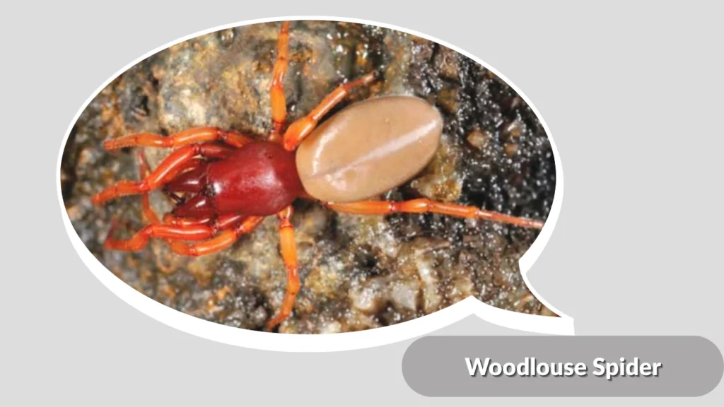 25 Common Types Of Spider In Uk Identification With Picture
