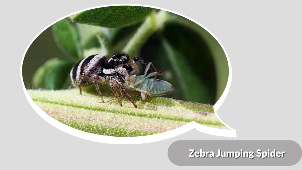 25 Common Types of Spider in UK: Identification with Picture