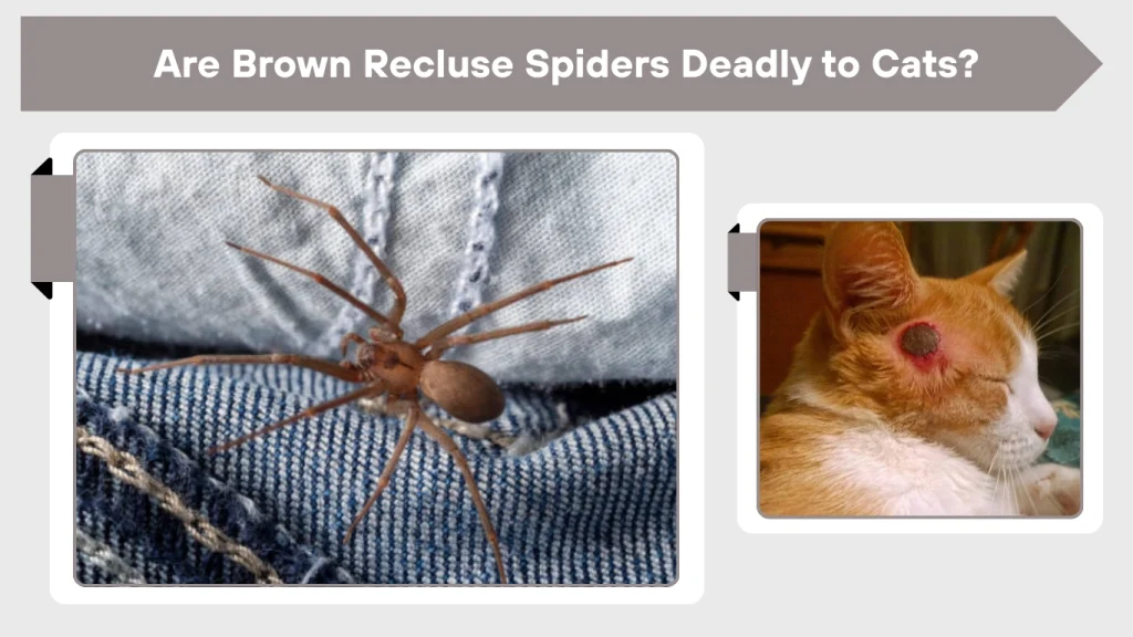 Stunning Brown Recluse Bites Cat Images