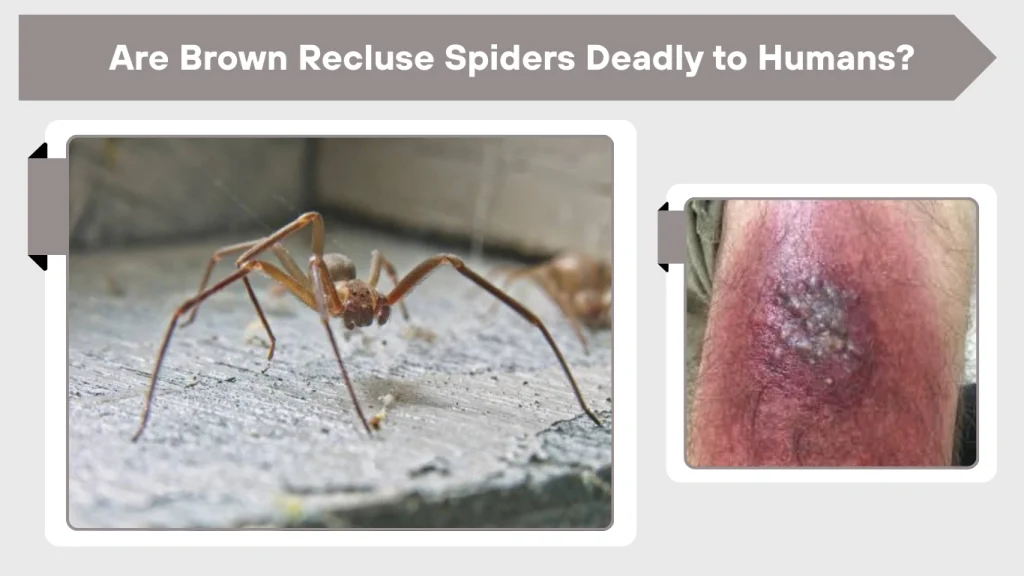 Stunning Brown Recluse Bites Cat Images