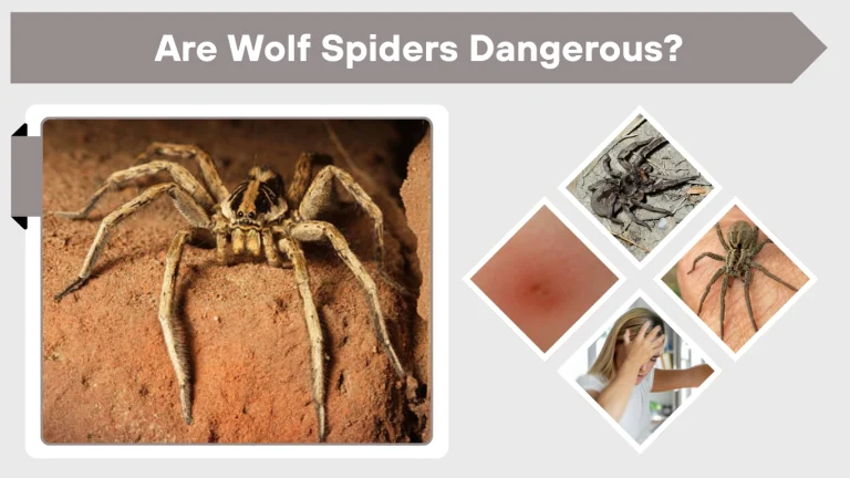 Are Wolf Spiders Dangerous? Facts About Humans, Pets, and Bites