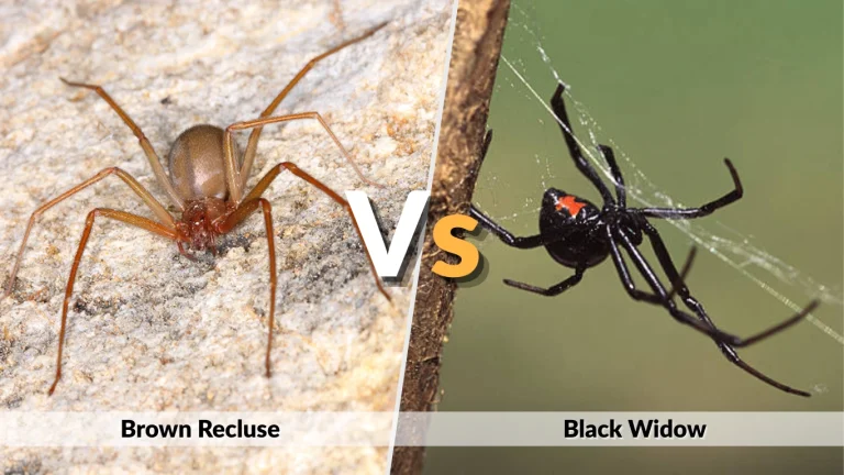 Brown Recluse vs Black Widow Spiders: Identification, Dangers & Control