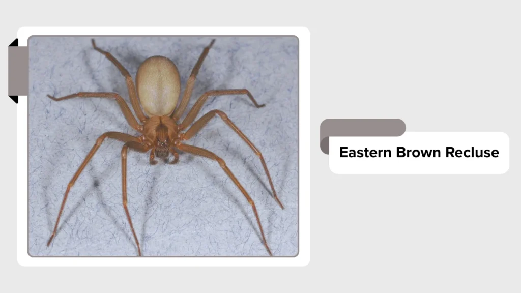 7 Types of Brown Recluse Spiders: Identification With Pictures