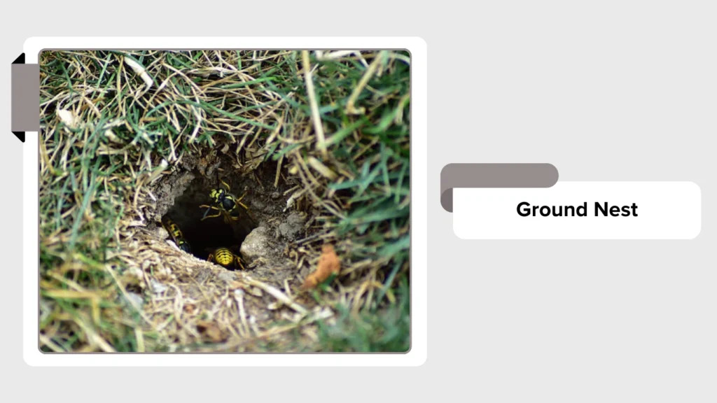 12 Types of Hornet Nests: Identification With Pictures