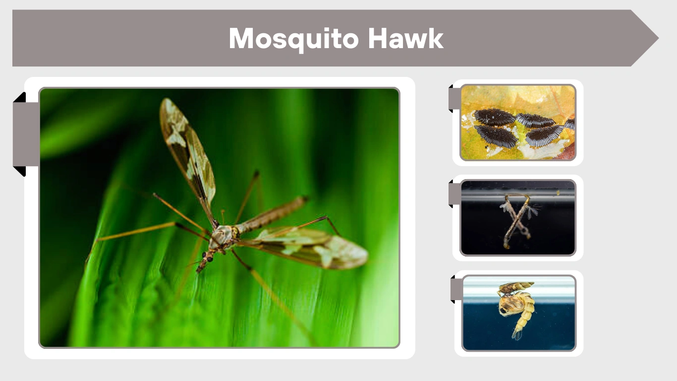 Mosquito Hawk: Myths, Facts, and Identification