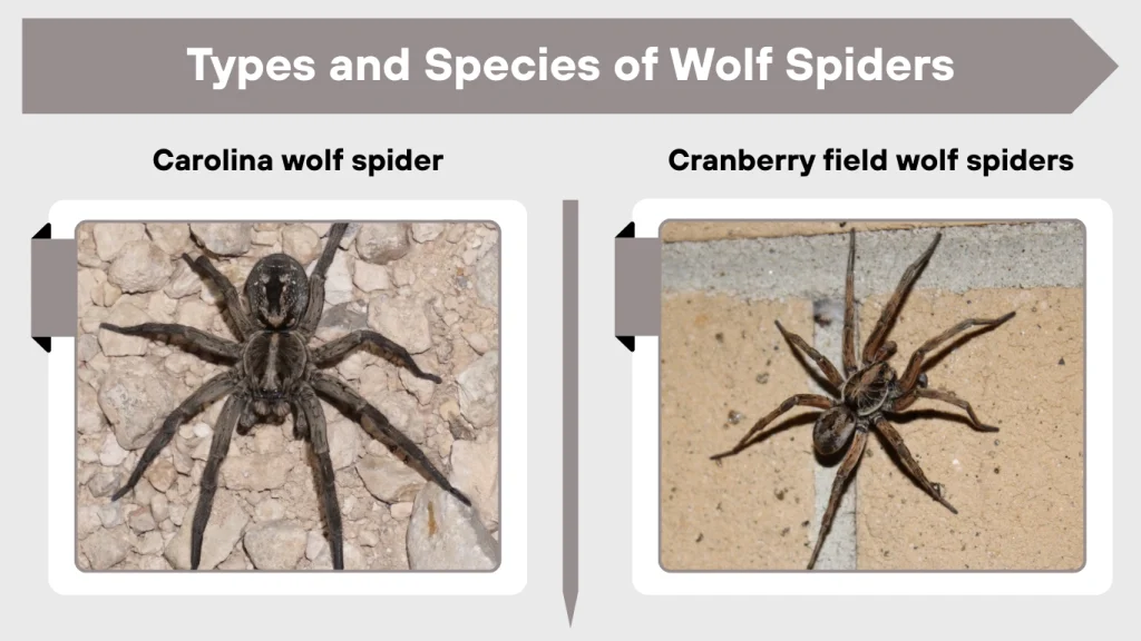 Wolf Spiders (Lycosidae): Identification, Size, Bite Risk & Control