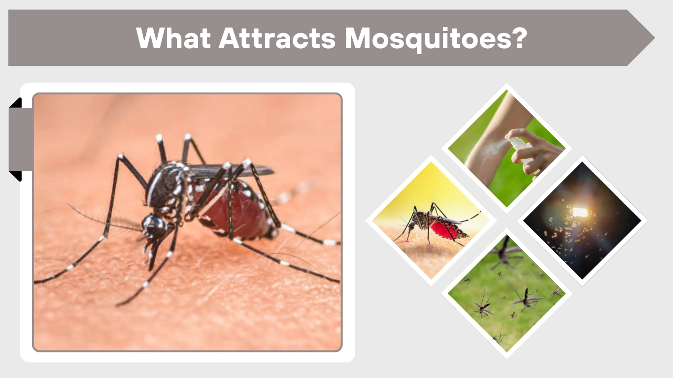 What Attracts Mosquitoes? Blood Type and Scents