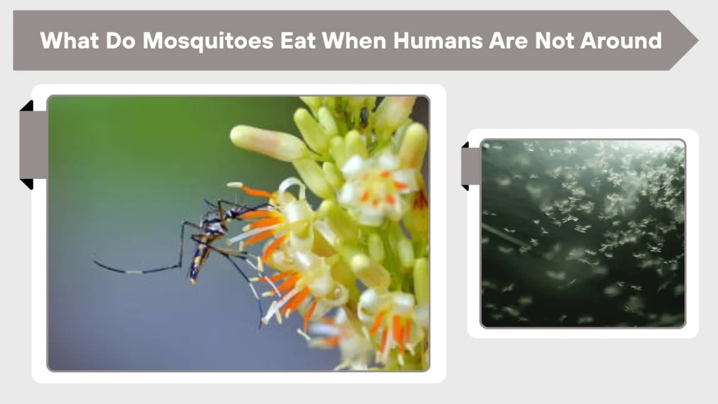 What Do Mosquitoes Eat? Diet of Larvae, Males, and Females