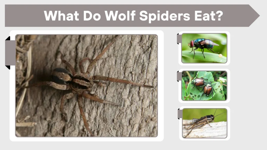 Wolf Spiders (Lycosidae): Identification, Size, Bite Risk & Control