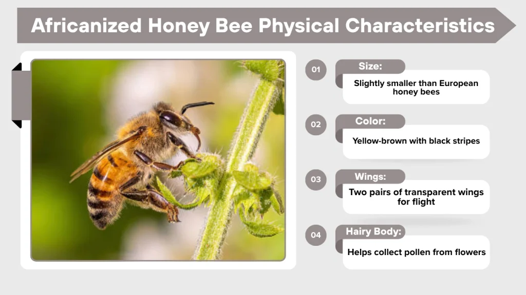 Africanized Honey Bee: Facts, Habitat, Behavior & Safety Guide