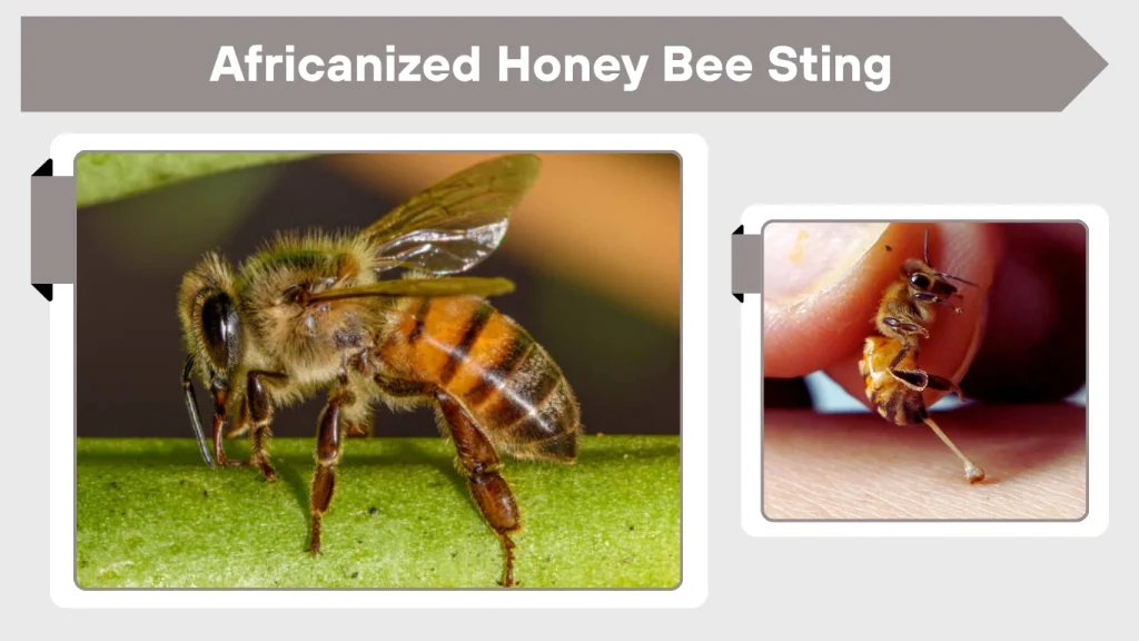 Africanized Honey Bee: Facts, Habitat, Behavior & Safety Guide