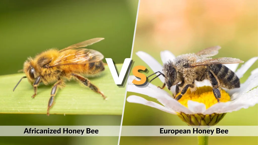 Africanized Honey Bee: Facts, Habitat, Behavior & Safety Guide