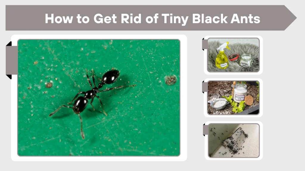How To Get Rid Of Tiny Black Ants