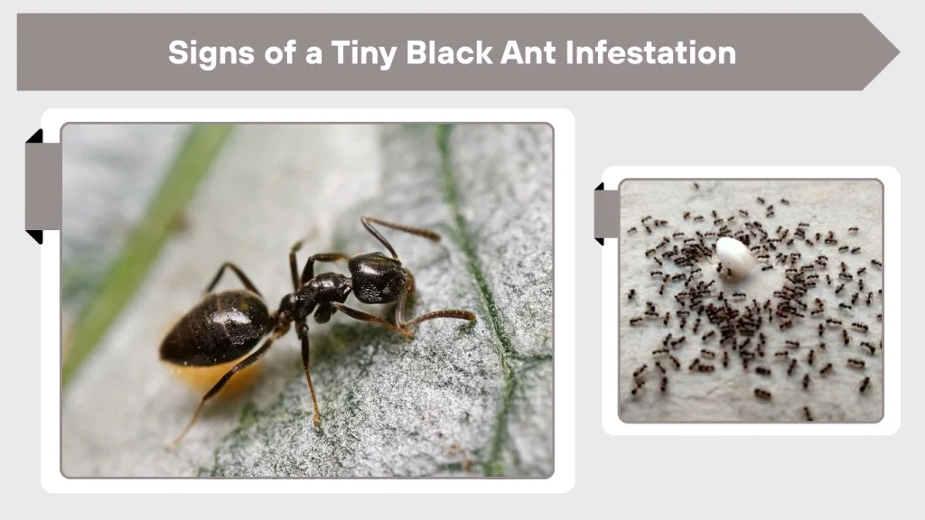 Tiny Black Ants: Identification, Causes, and Effective Control