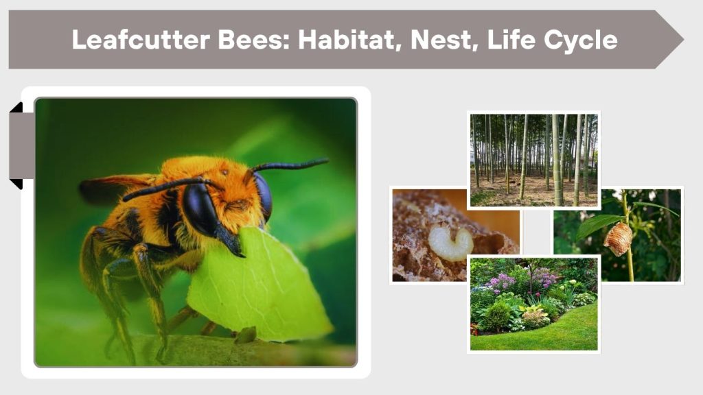 Leafcutter Bees: Habitat, Nest, Life Cycle, Damage & Control Guide