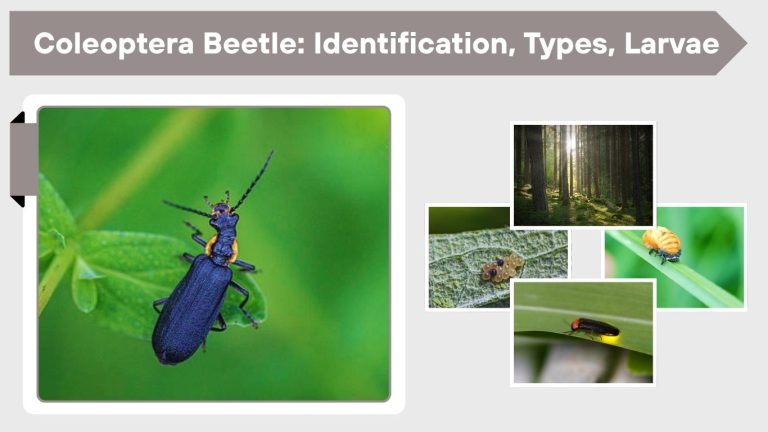 Coleoptera Beetle: Identification, Types, Larvae and Habitat