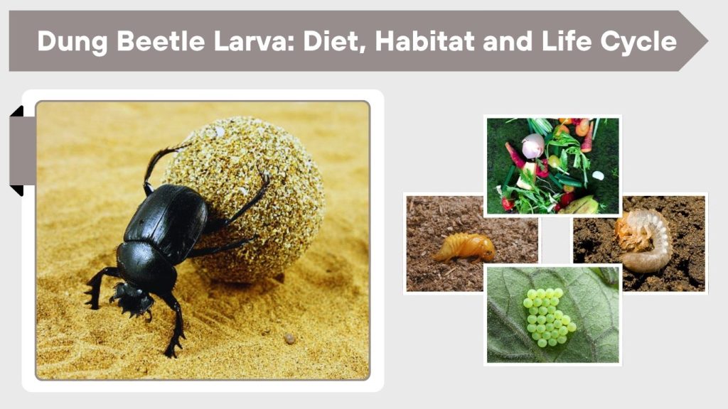 Dung Beetle Larva: Diet, Habitat and Life Cycle